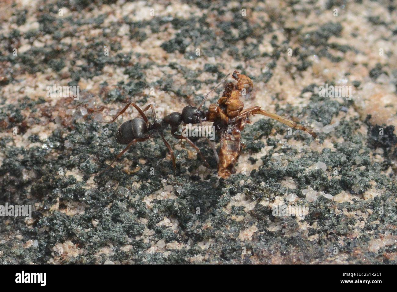 fusca-group Field Ants and Allies (Formica fusca Stock Photo - Alamy