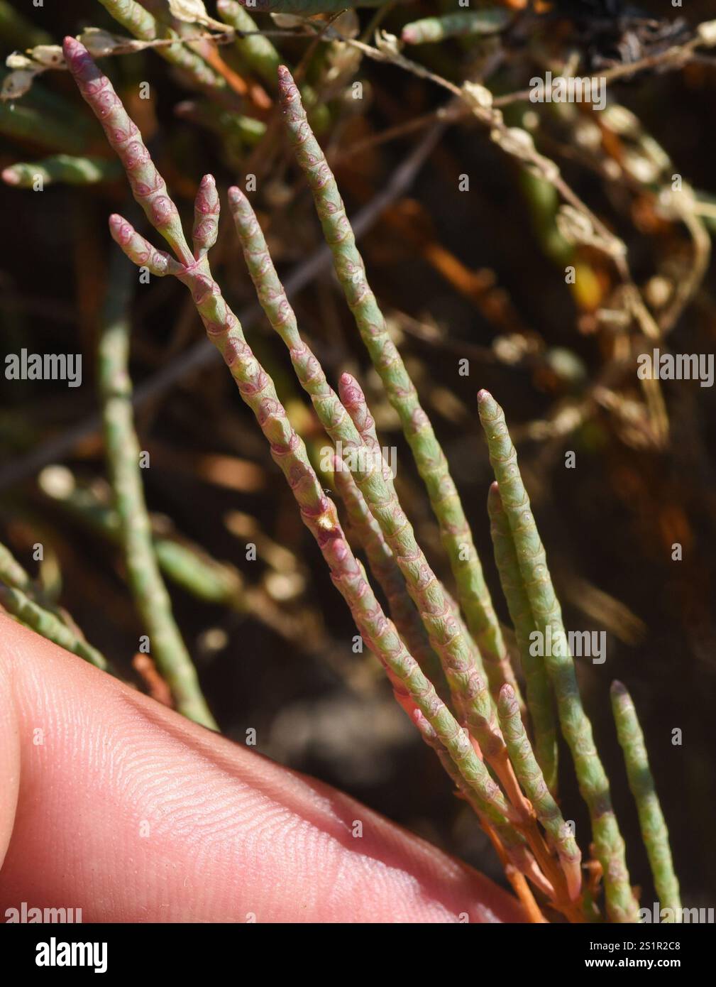 red glasswort (Salicornia rubra Stock Photo - Alamy