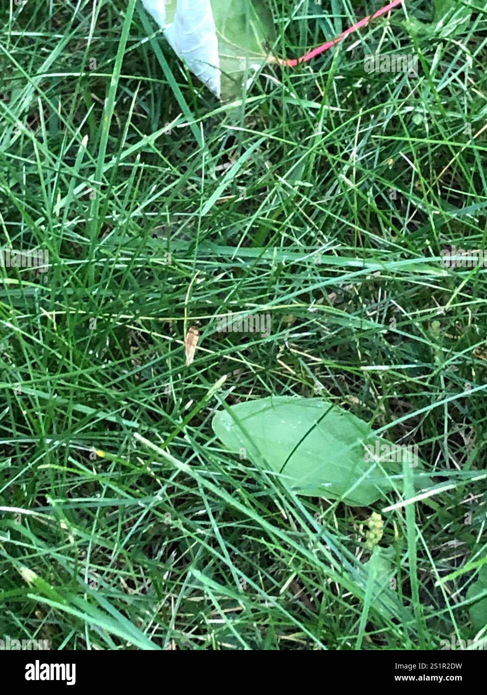 Lesser Vagabond Sod Webworm Moth (Agriphila ruricolellus Stock Photo ...