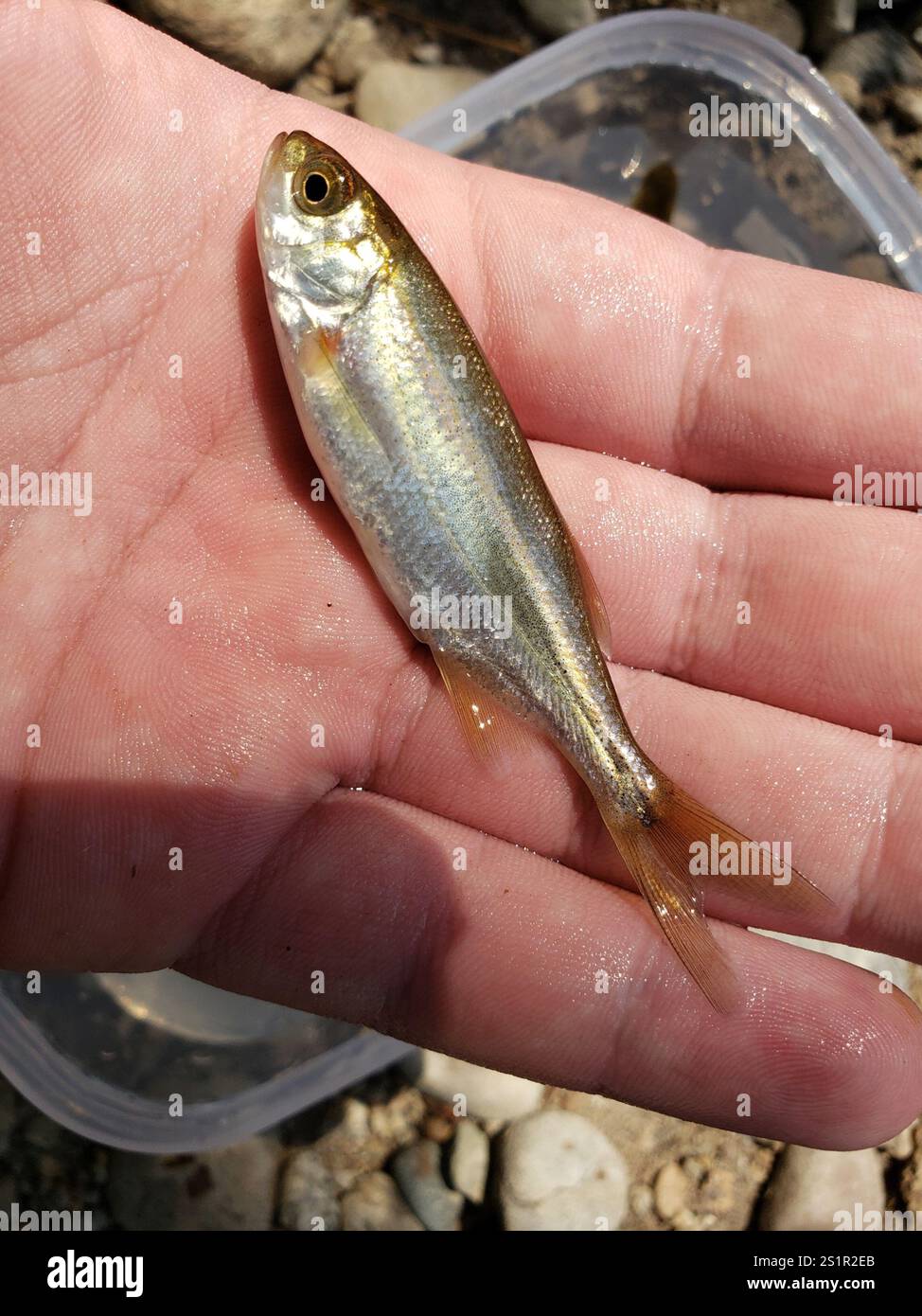 Redside shiner hi-res stock photography and images - Alamy