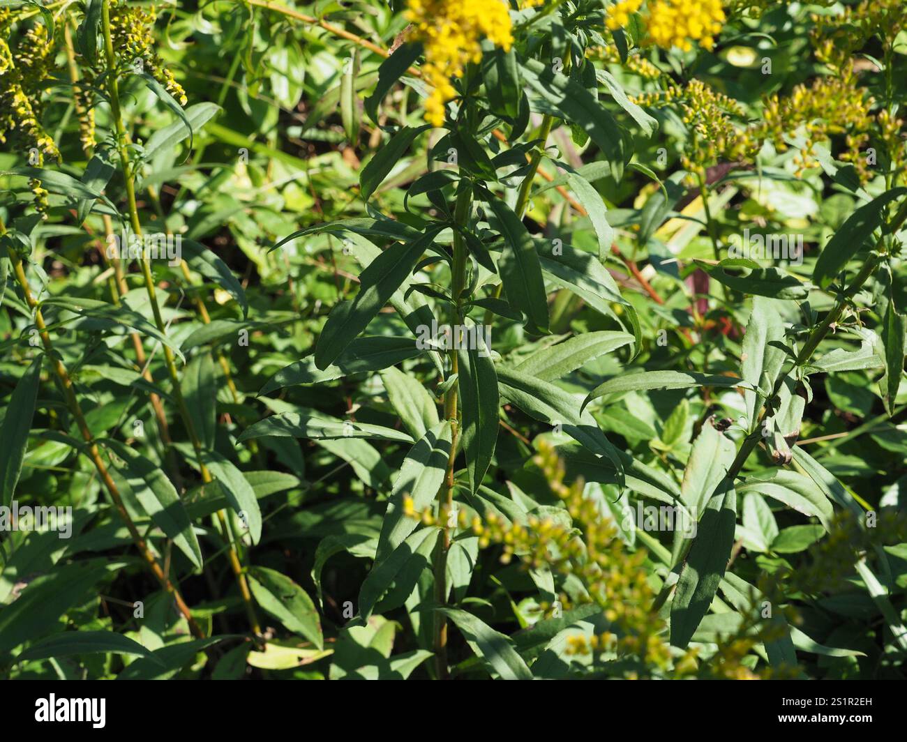early goldenrod (Solidago juncea Stock Photo - Alamy