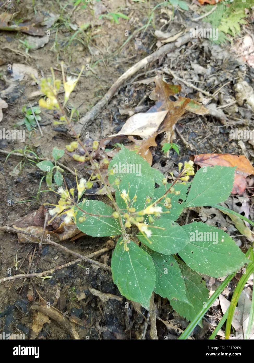 citronella horse balm (Collinsonia canadensis Stock Photo - Alamy