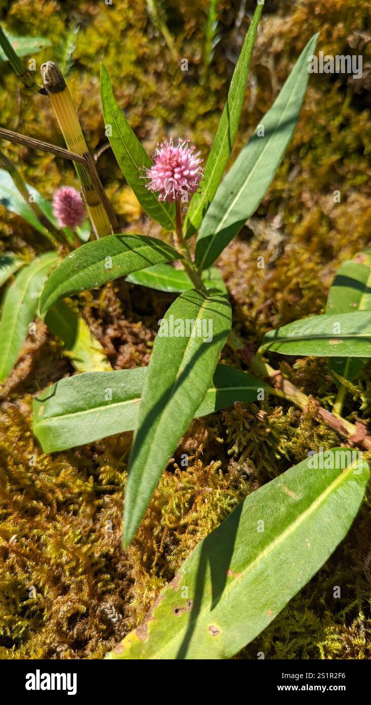water smartweed (Persicaria amphibia Stock Photo - Alamy