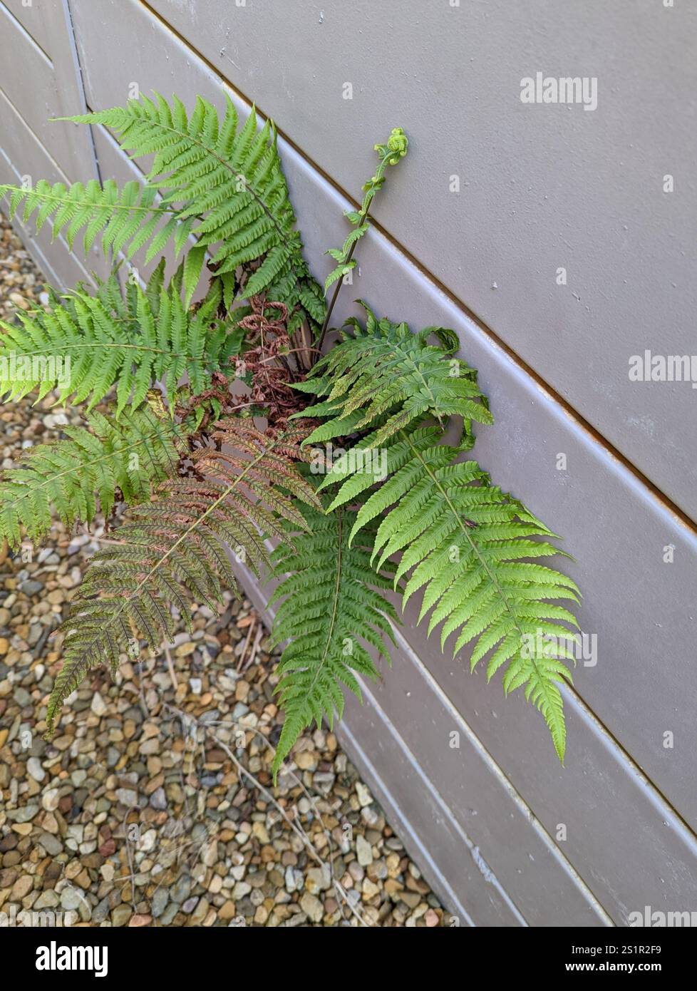 Soft Fern (Christella dentata Stock Photo - Alamy