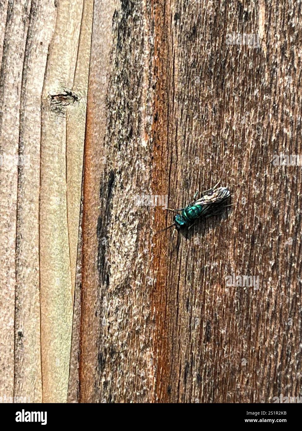 Ruby-tailed Cuckoo Wasps (Chrysis ignita Stock Photo - Alamy