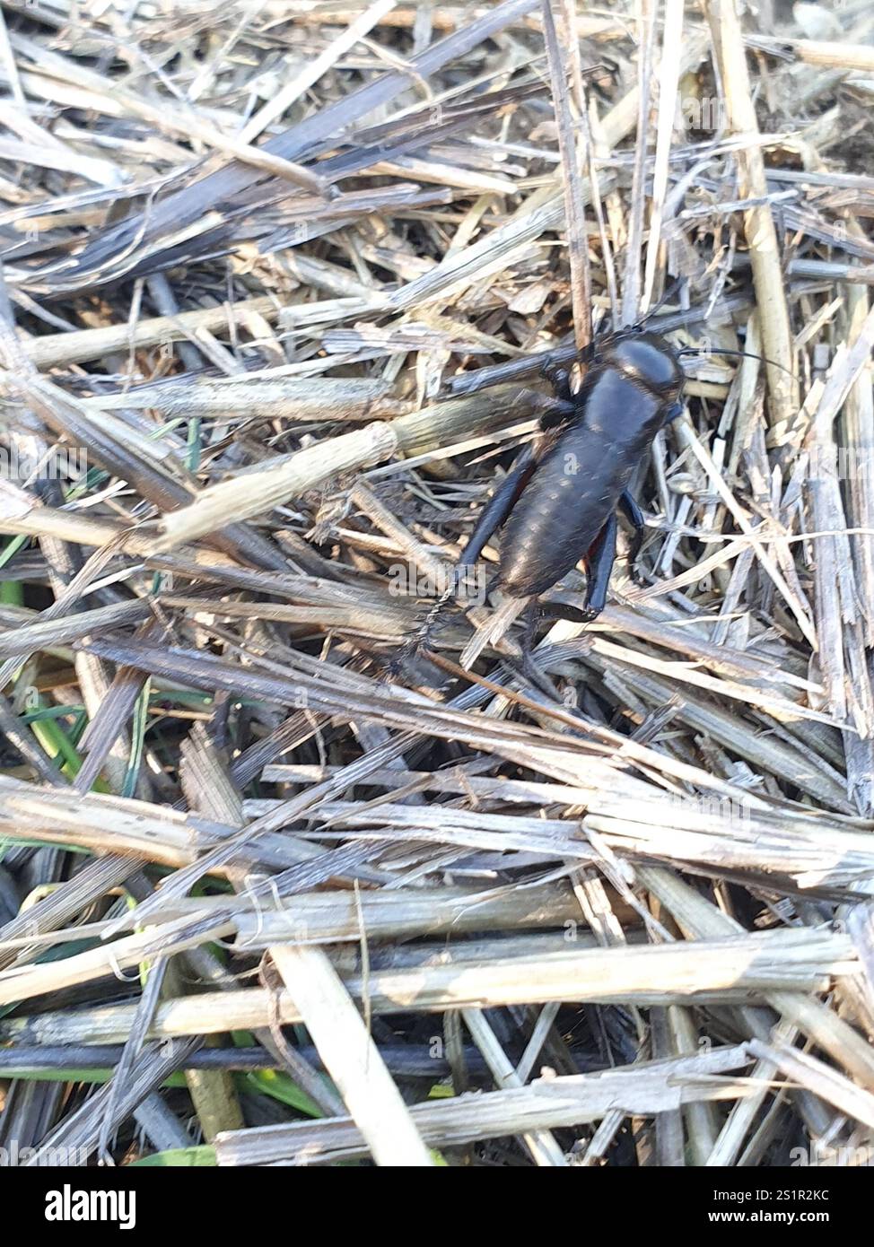 European Field Cricket (Gryllus campestris Stock Photo - Alamy