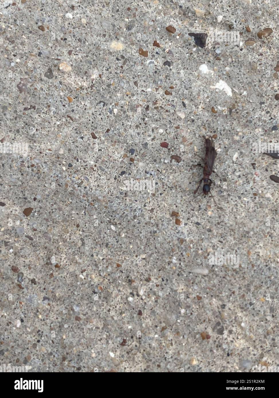 Black Webspinner (Oligotoma nigra Stock Photo - Alamy