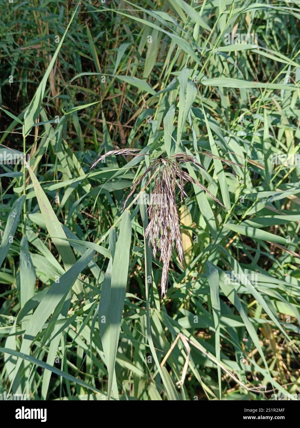 common reed (Phragmites australis Stock Photo - Alamy