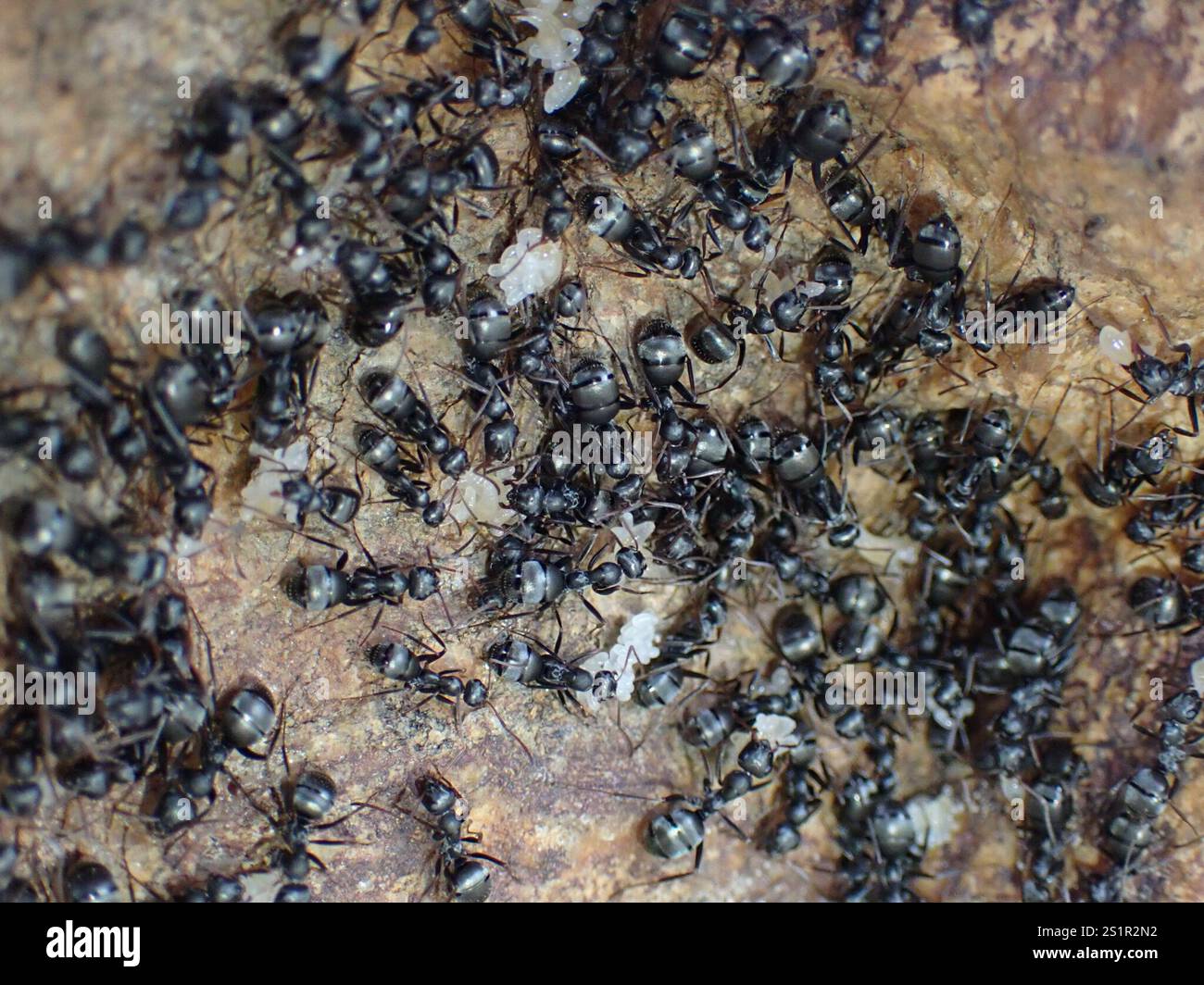 fusca-group Field Ants and Allies (Formica fusca Stock Photo - Alamy