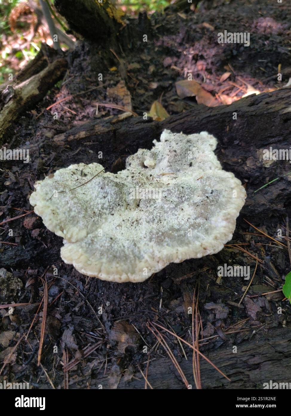 green cheese polypore (Fomitopsis spraguei Stock Photo - Alamy