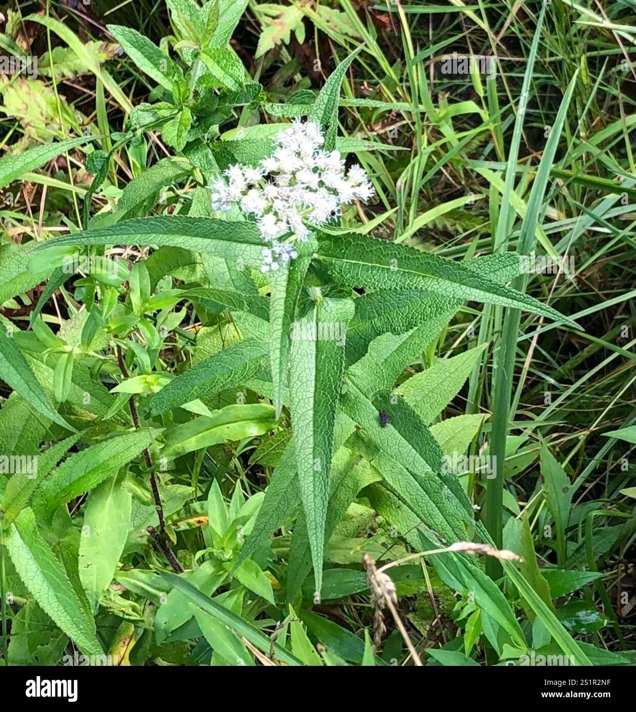 common boneset (Eupatorium perfoliatum Stock Photo - Alamy
