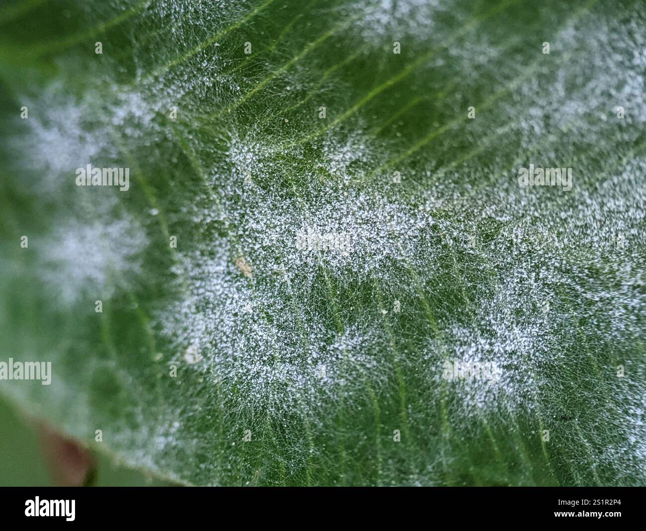 legume powdery mildew group (Erysiphe pisi Stock Photo - Alamy