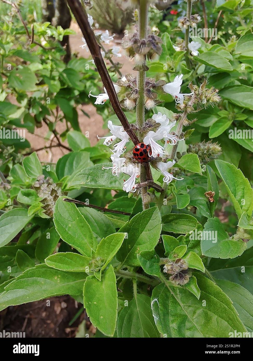 Asian Lady Beetle (Harmonia axyridis Stock Photo - Alamy