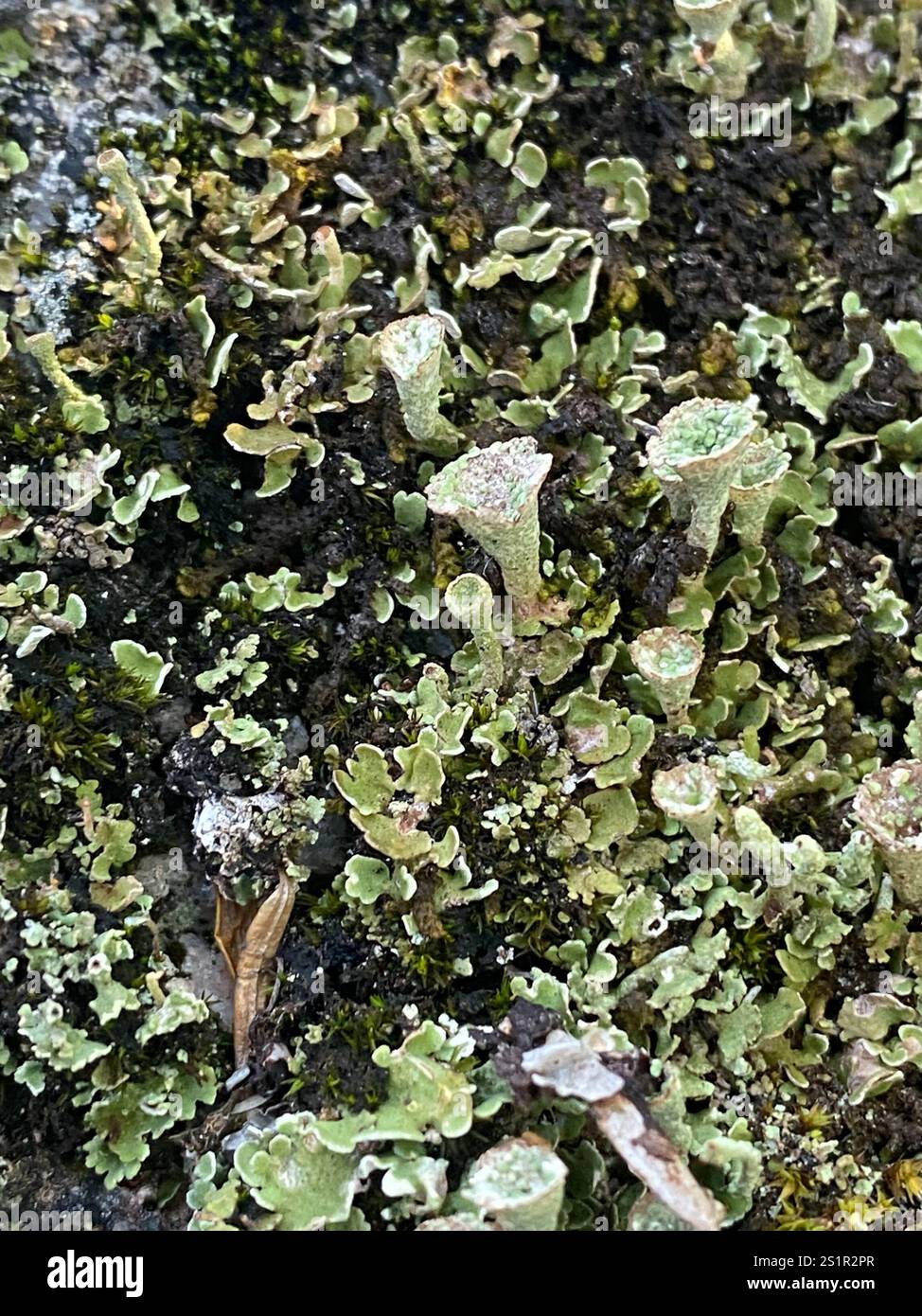 pixie cup and reindeer lichens (Cladonia Stock Photo - Alamy