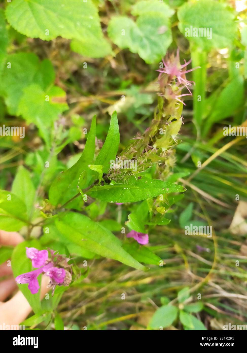 rosy cow-wheat (Melampyrum roseum Stock Photo - Alamy