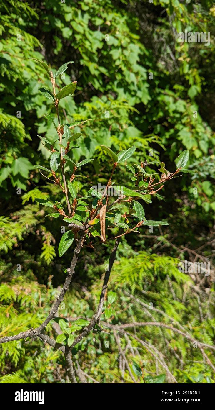 Canadian buffalo-berry (Shepherdia canadensis Stock Photo - Alamy