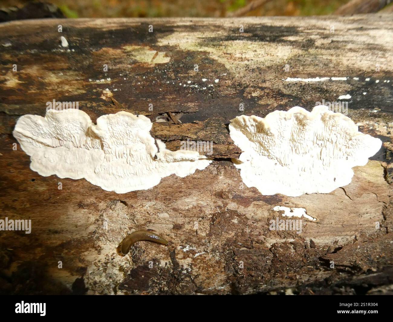 Milk-white Toothed Polypore (Irpex lacteus Stock Photo - Alamy