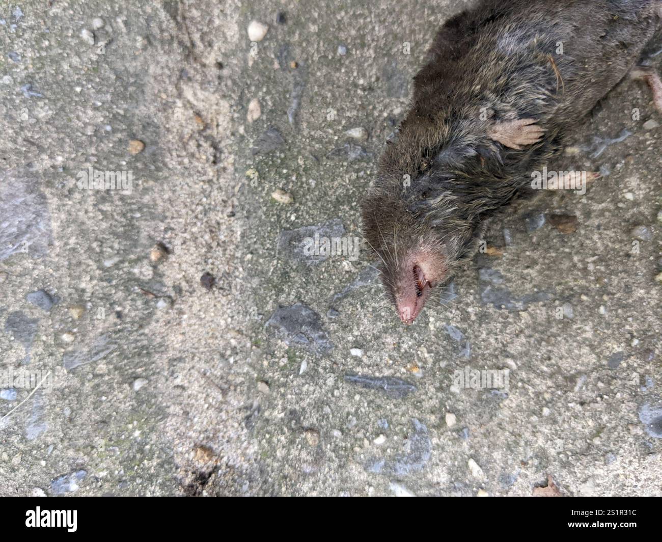North American Least Shrew (Cryptotis parvus Stock Photo - Alamy