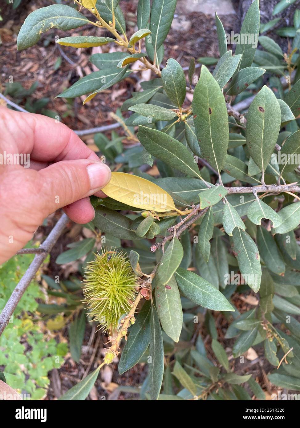 bush chinquapin (Chrysolepis sempervirens Stock Photo - Alamy