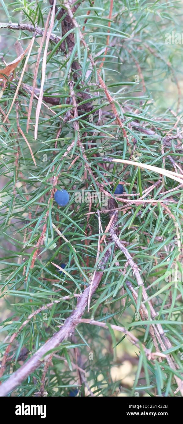 common juniper (Juniperus communis Stock Photo - Alamy