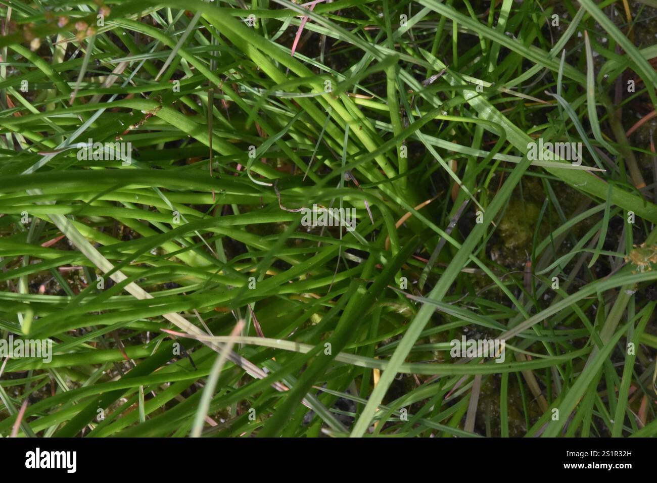 common arrowgrass (Triglochin maritima Stock Photo - Alamy