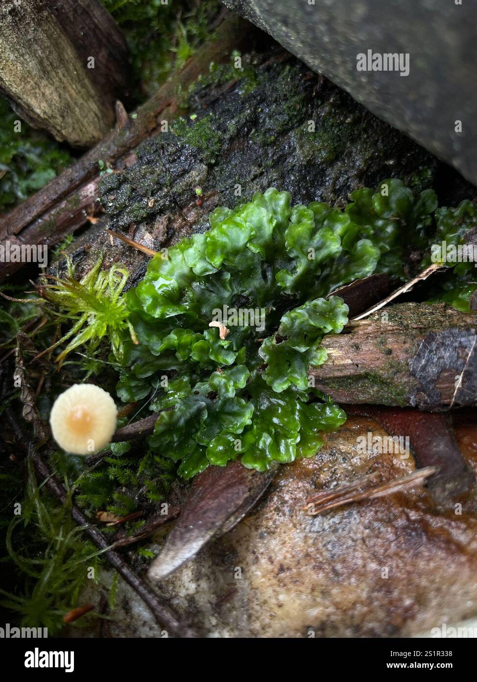 Pellia and allies (Pelliaceae Stock Photo - Alamy