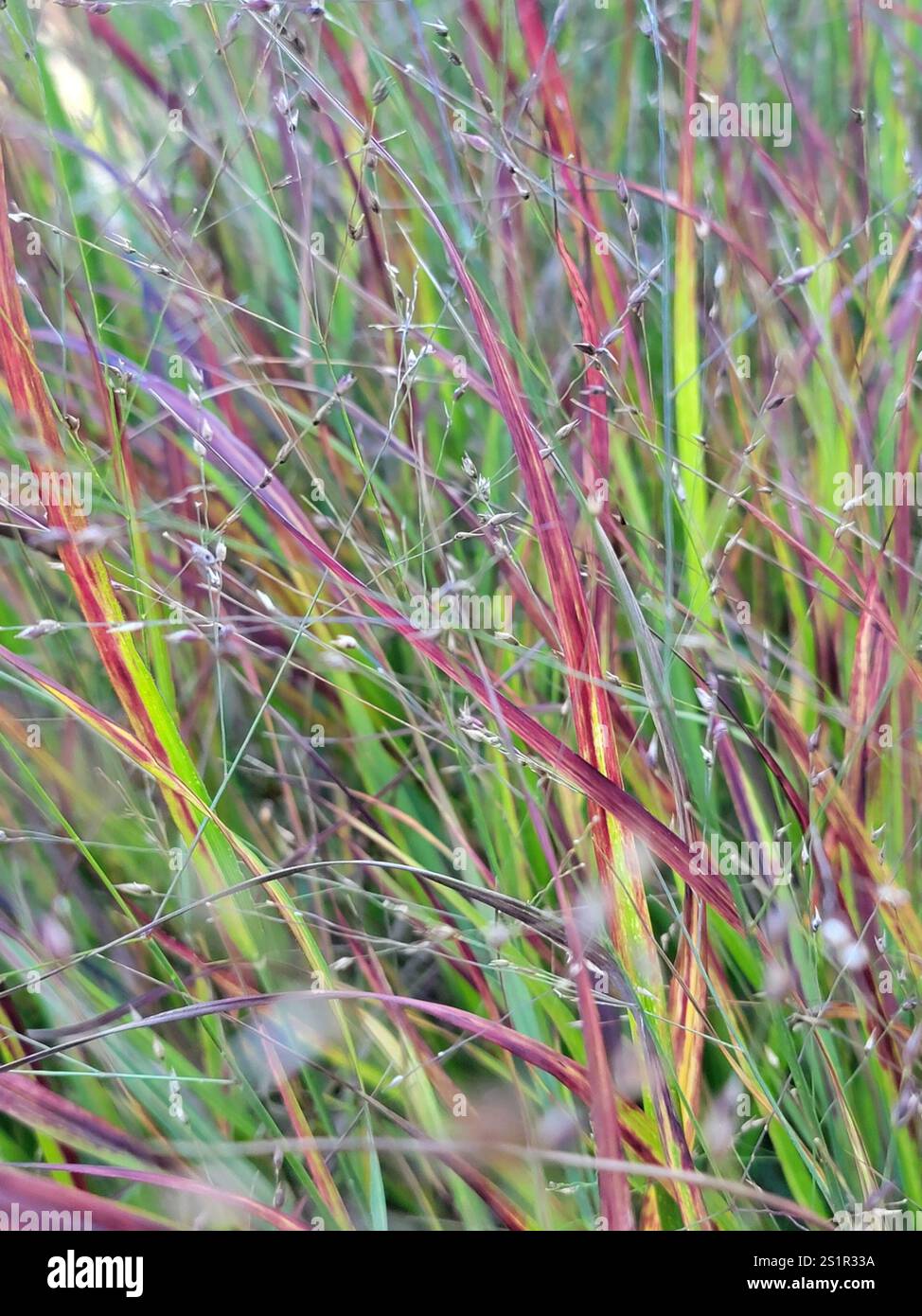 bristlegrasses, bluestems, paspalums, and allies (Panicoideae Stock ...