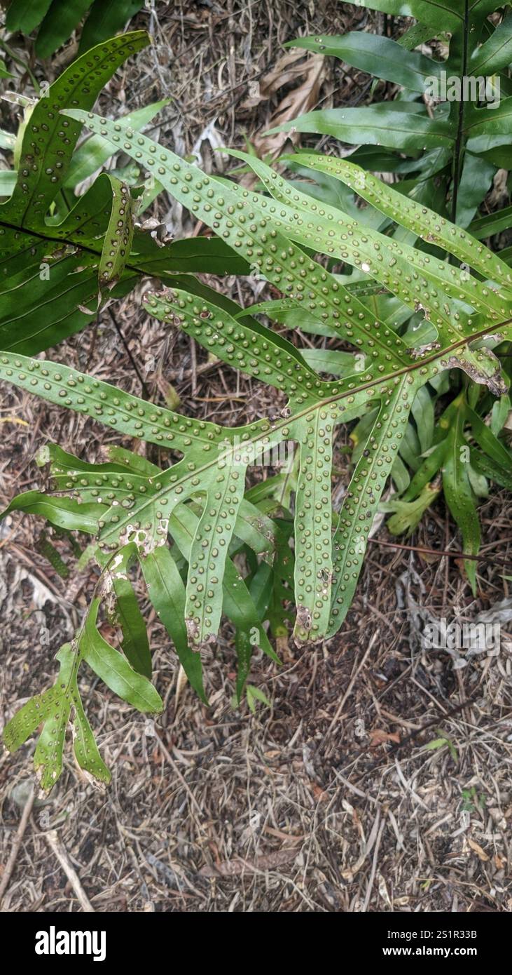 Musk Fern (Microsorum grossum Stock Photo - Alamy