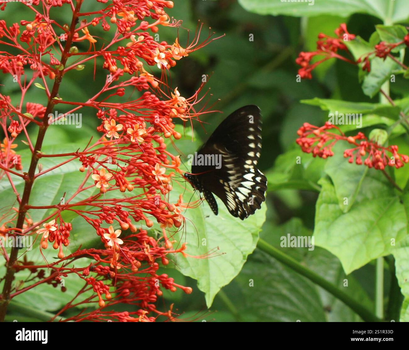 Malabar Raven Butterfly (Papilio dravidarum Stock Photo - Alamy