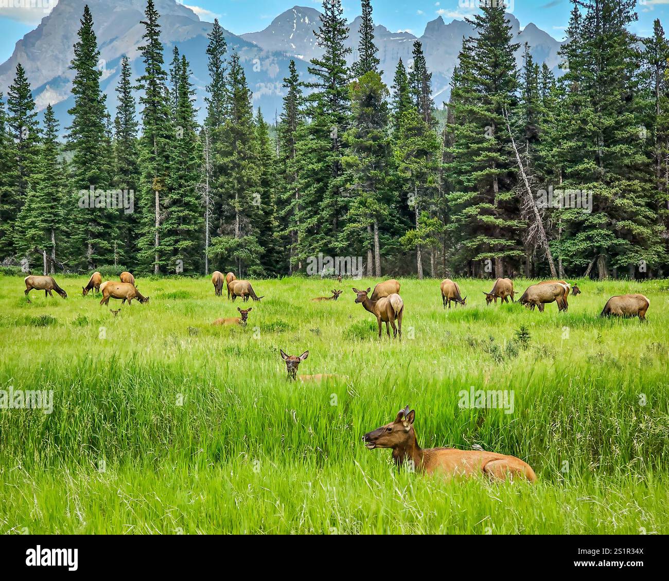 Beautiful scenic views of Banff Canada Stock Photo - Alamy