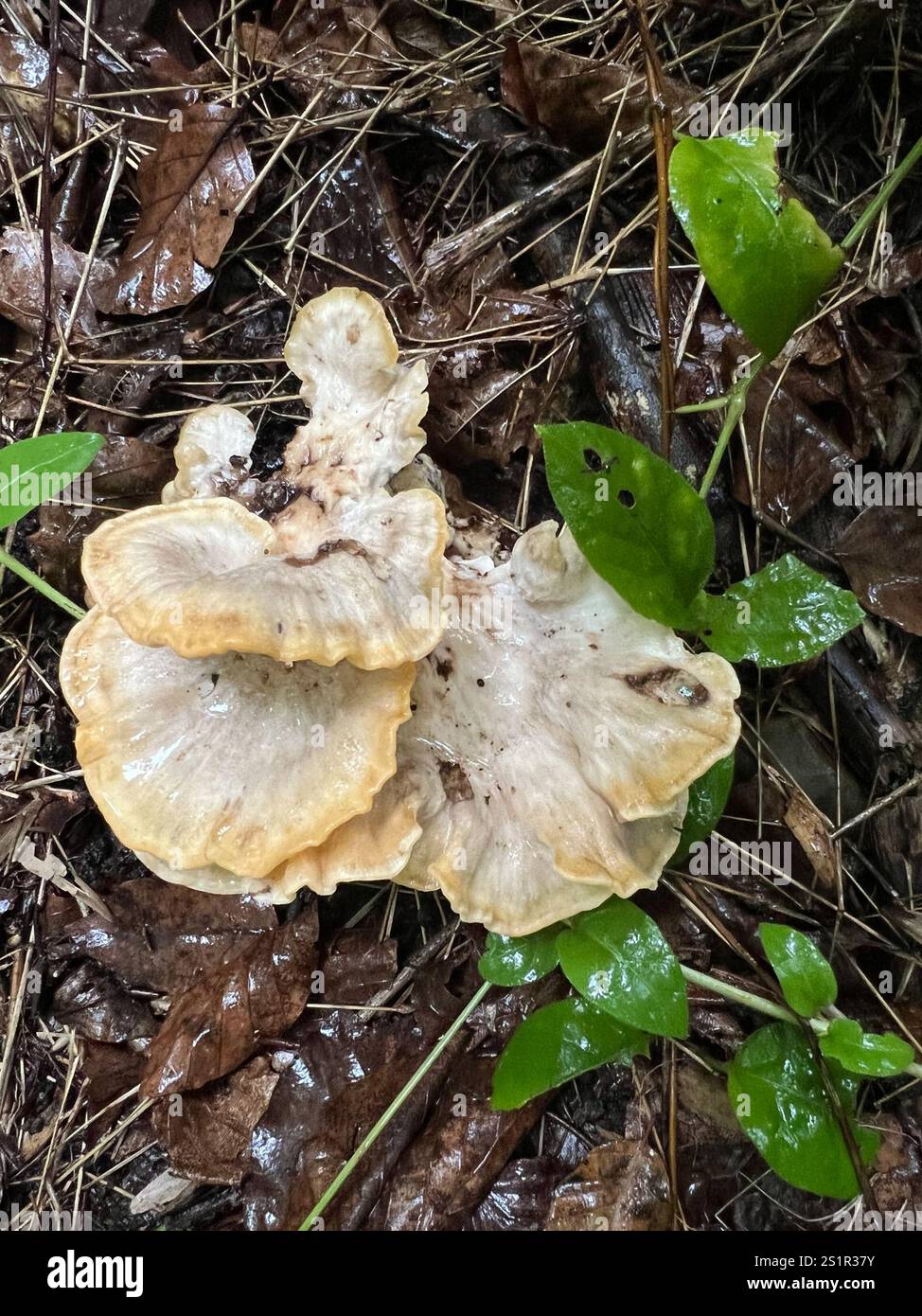Black-staining Polypore (Meripilus sumstinei Stock Photo - Alamy