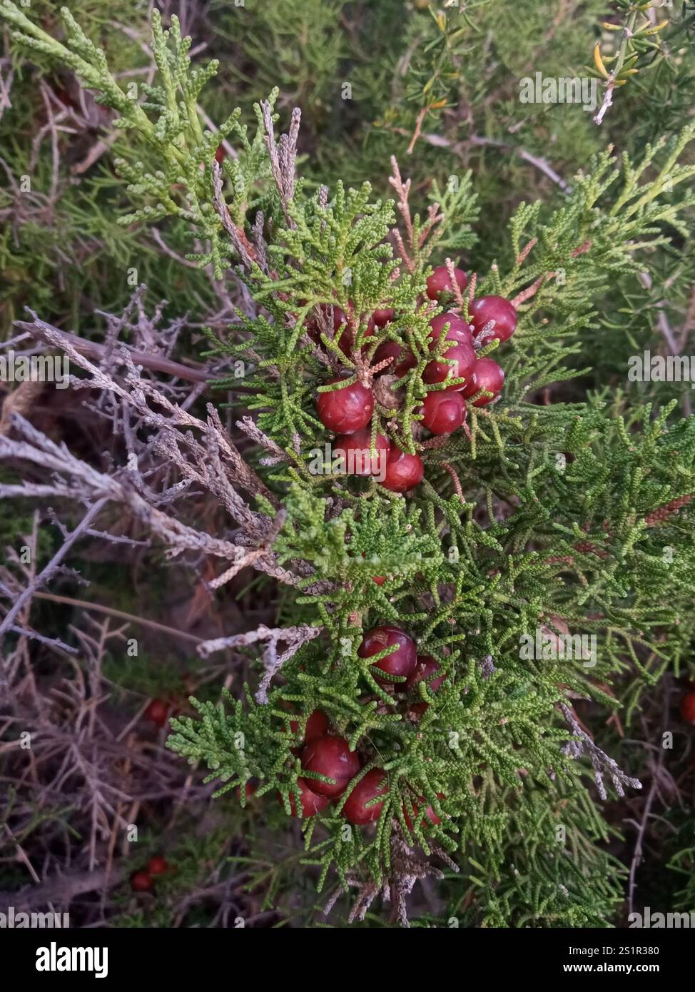 Mediterranean juniper (Juniperus turbinata Stock Photo - Alamy