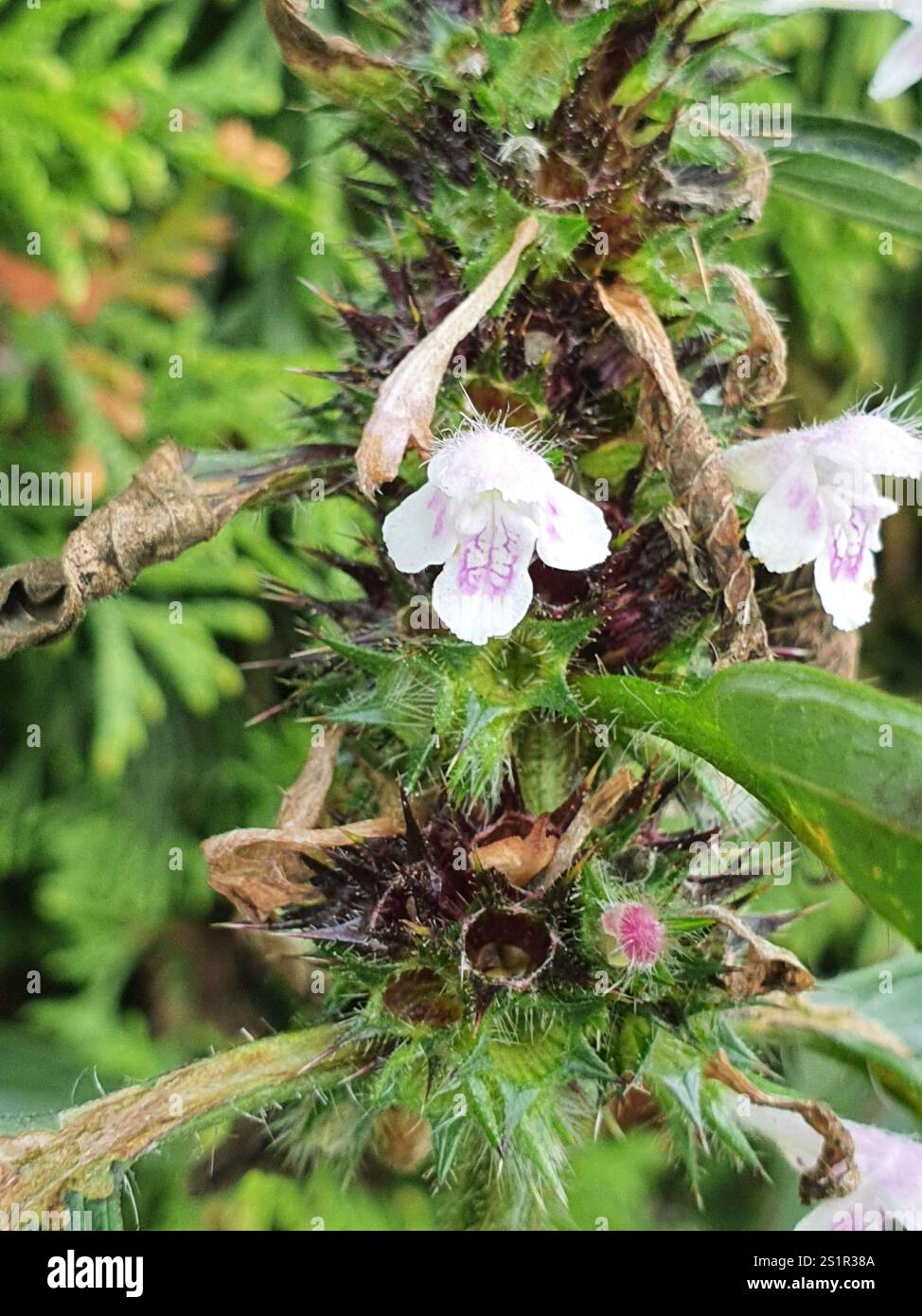 Common hemp-nettle (Galeopsis tetrahit Stock Photo - Alamy