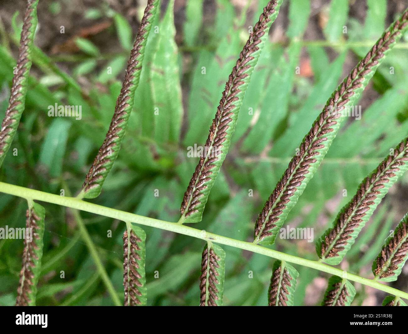 narrow-leaved glade fern (Homalosorus pycnocarpos Stock Photo - Alamy
