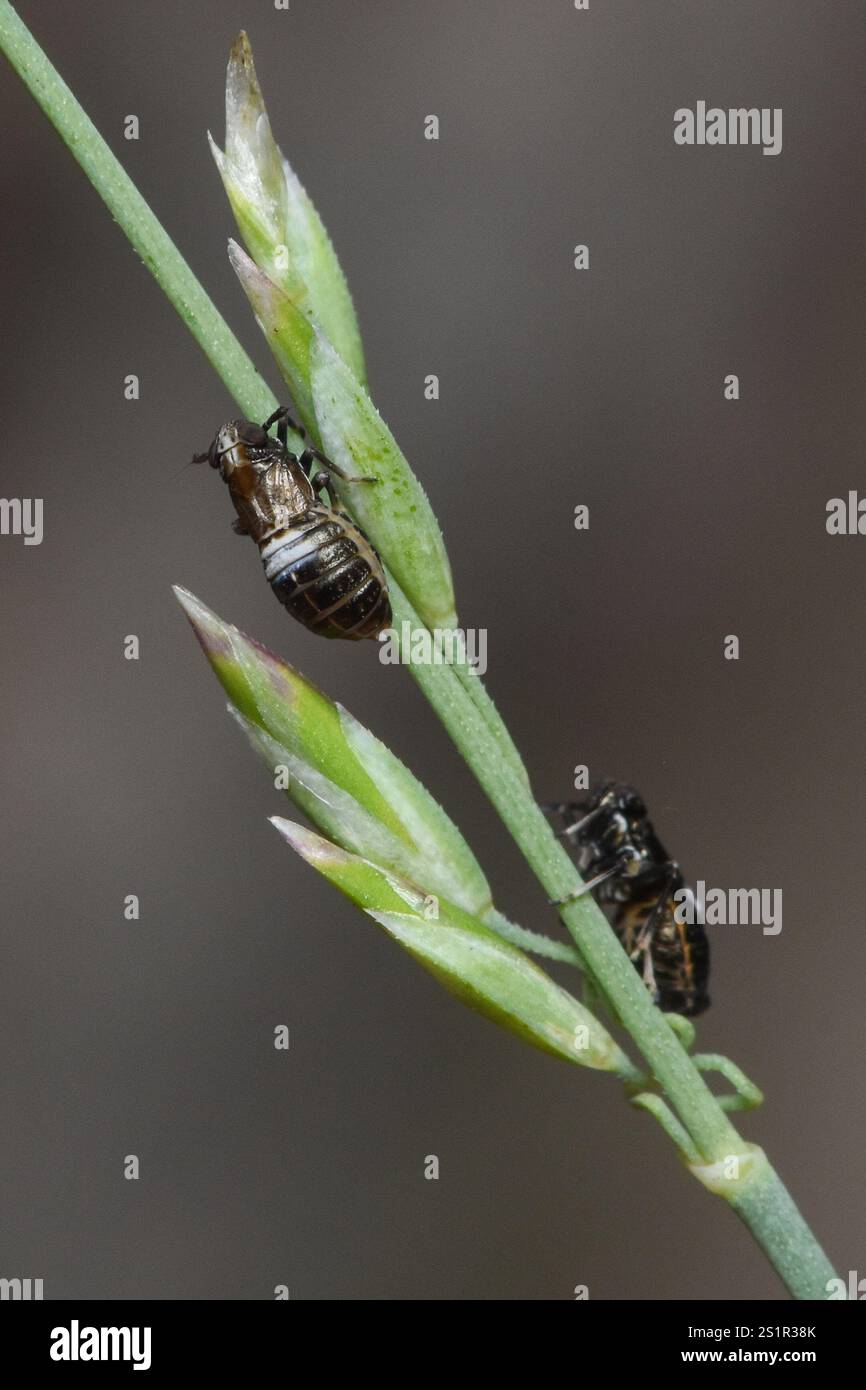 True Hoppers (Auchenorrhyncha Stock Photo - Alamy