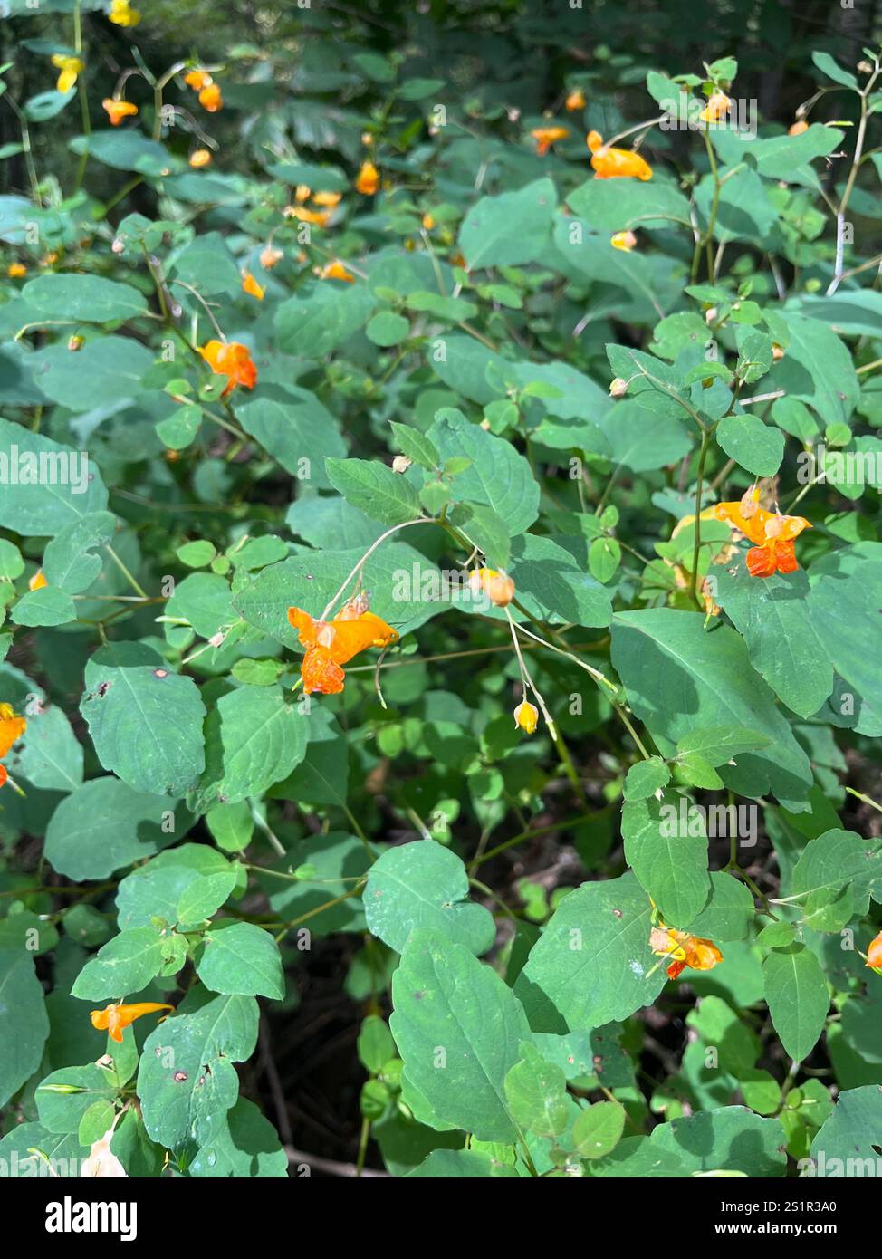 common jewelweed (Impatiens capensis Stock Photo - Alamy