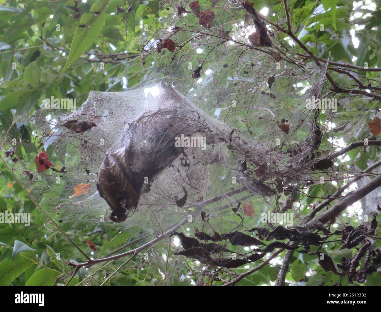 Fall Webworm Moth (Hyphantria cunea Stock Photo - Alamy