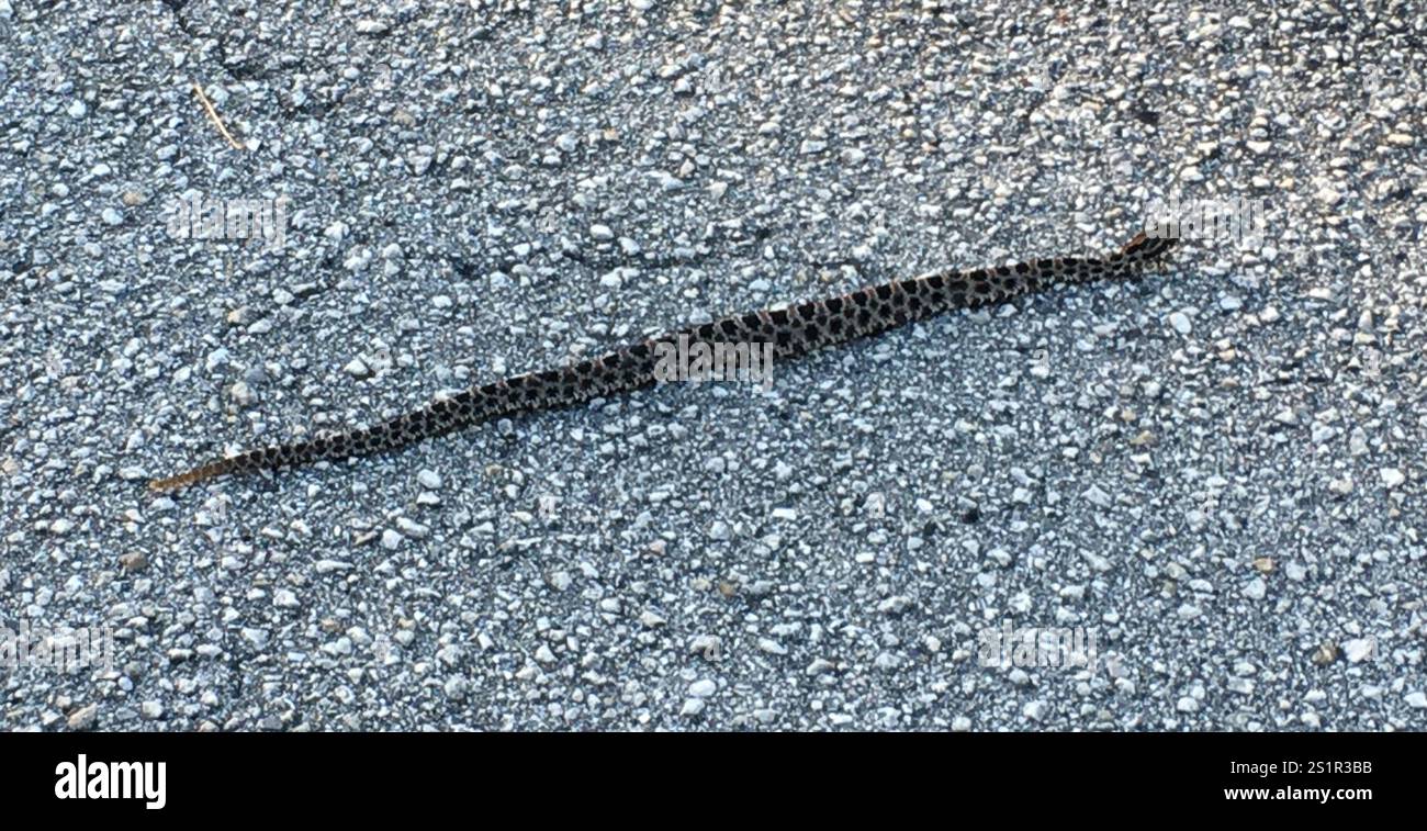 Pygmy Rattlesnake (Sistrurus miliarius Stock Photo - Alamy