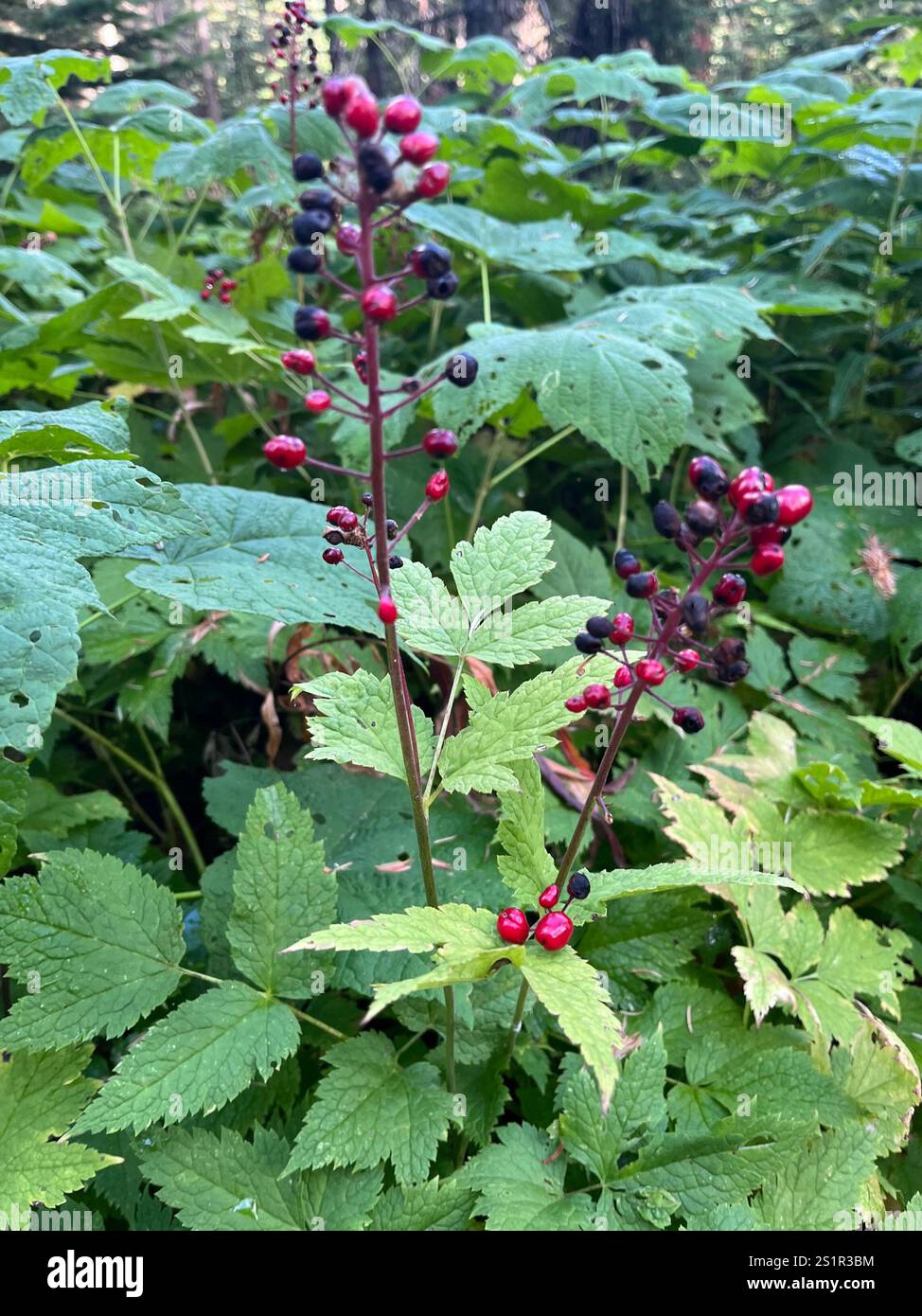 red baneberry (Actaea rubra Stock Photo - Alamy