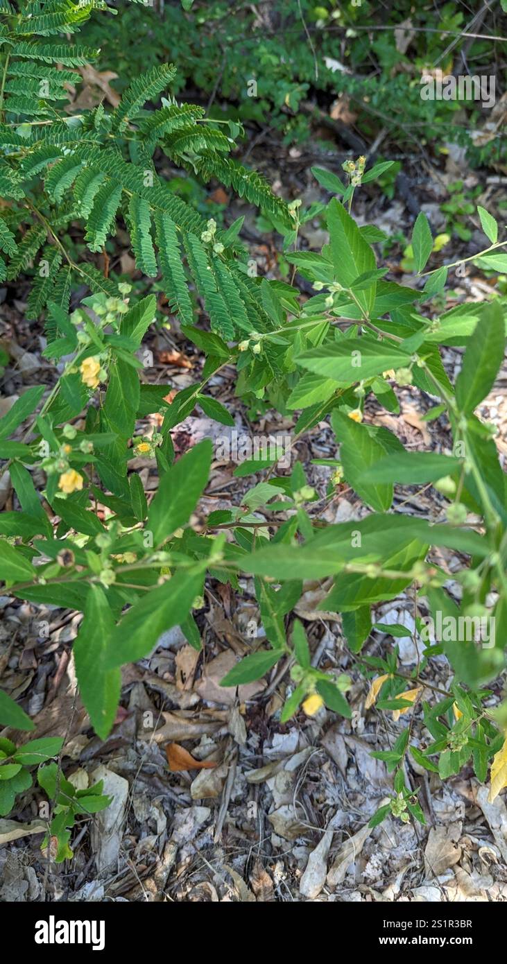 Cuban jute (Sida rhombifolia Stock Photo - Alamy