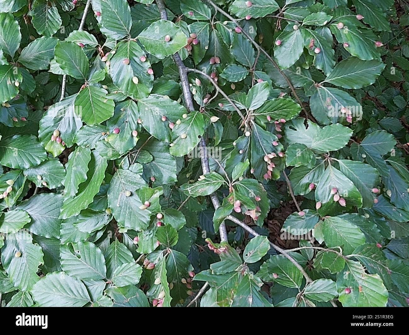Beech Gall Midge (Mikiola fagi Stock Photo - Alamy