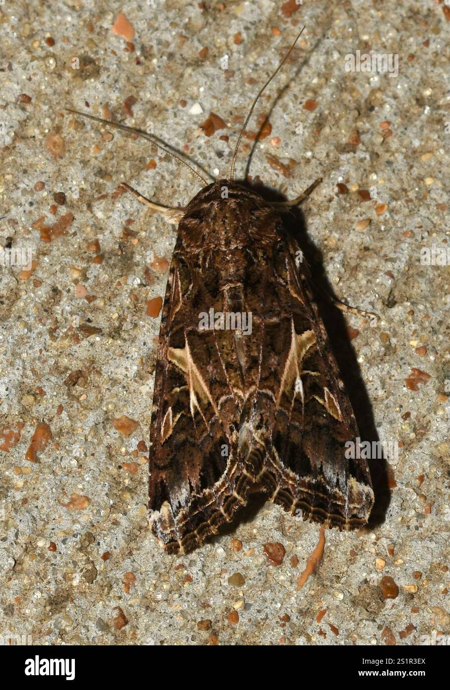 Yellow-striped Armyworm Moth (Spodoptera ornithogalli Stock Photo - Alamy
