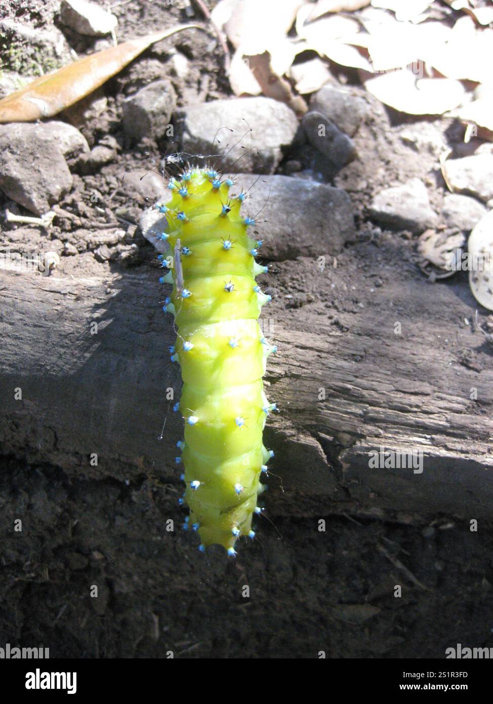 Giant Peacock Moth (Saturnia pyri Stock Photo - Alamy