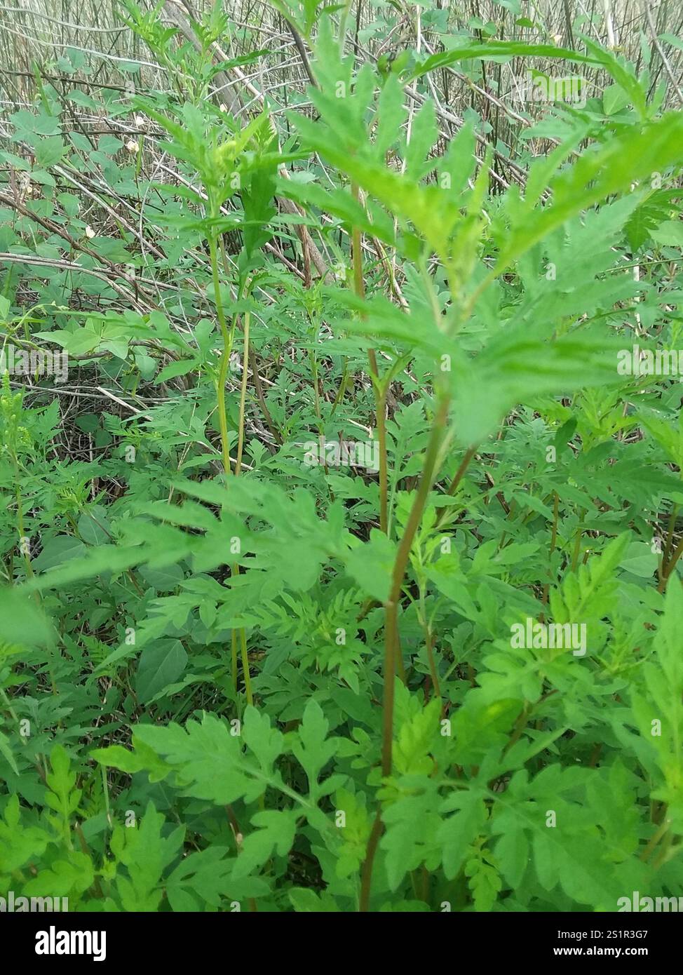 common ragweed (Ambrosia artemisiifolia Stock Photo - Alamy