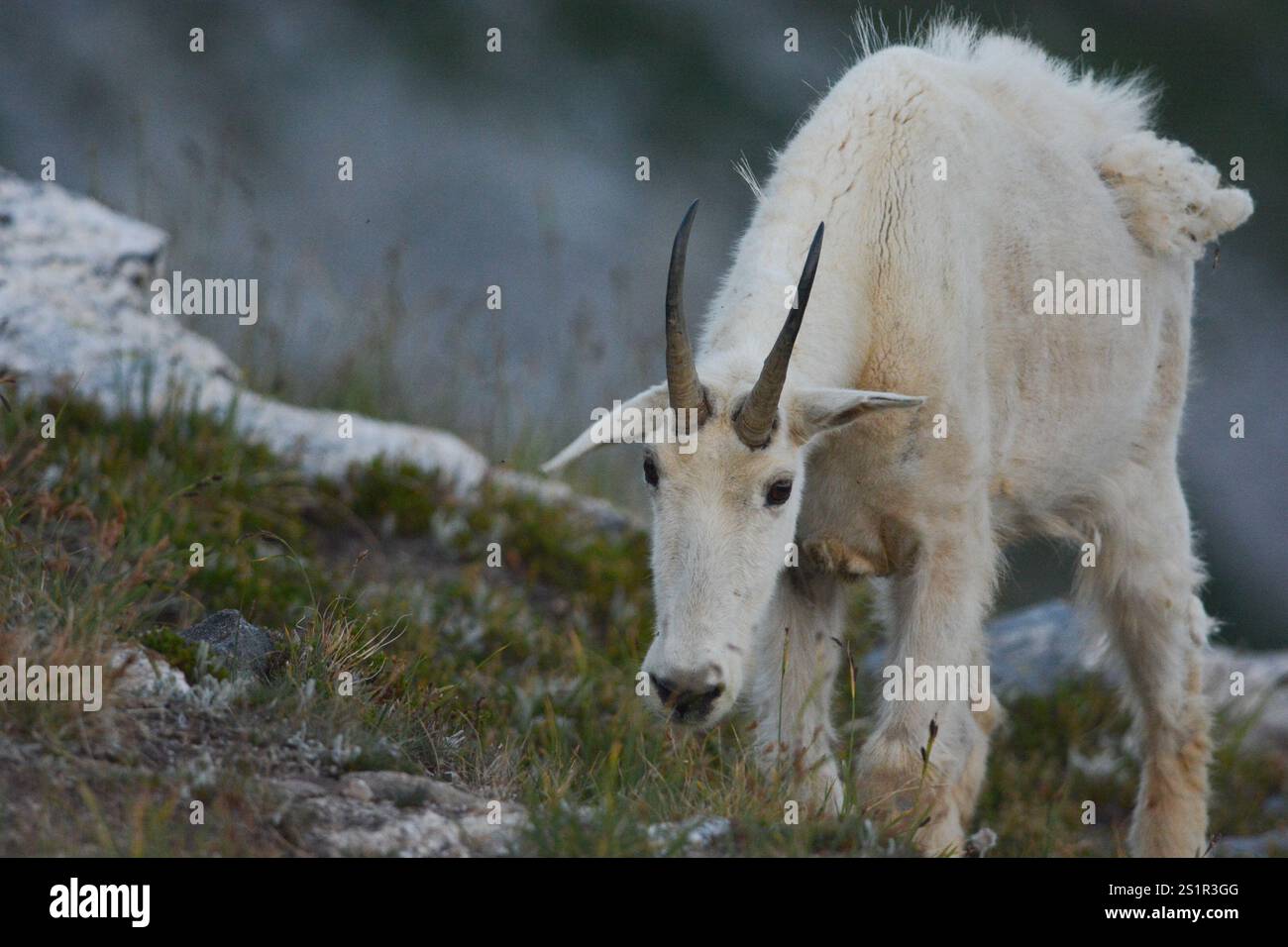 Mountain Goat (Oreamnos americanus Stock Photo - Alamy