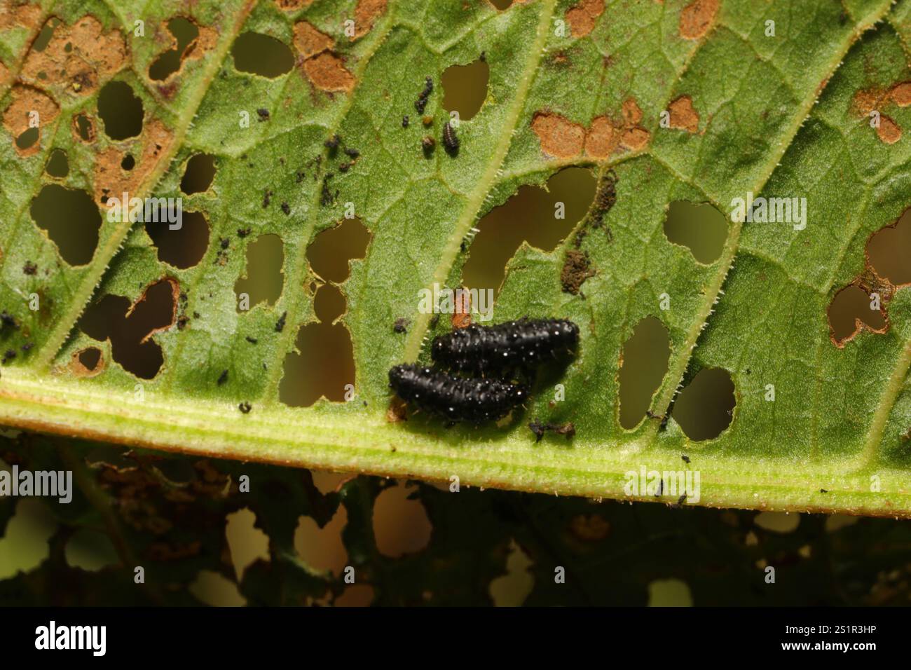 Green Dock Beetle (Gastrophysa viridula Stock Photo - Alamy