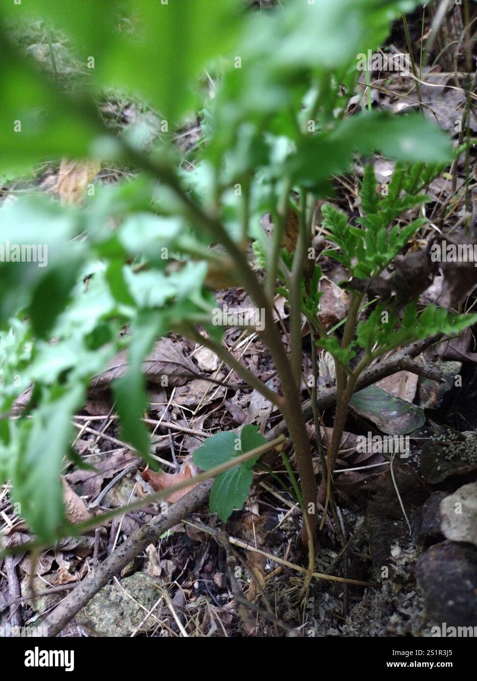 Cutleaf Grapefern (Sceptridium dissectum Stock Photo - Alamy