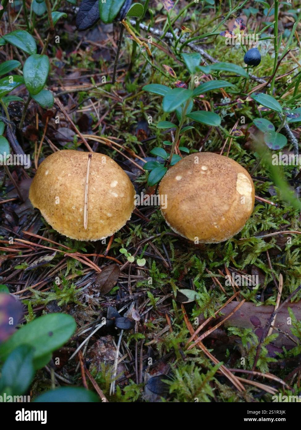 Velvet Bolete (Suillus variegatus Stock Photo - Alamy