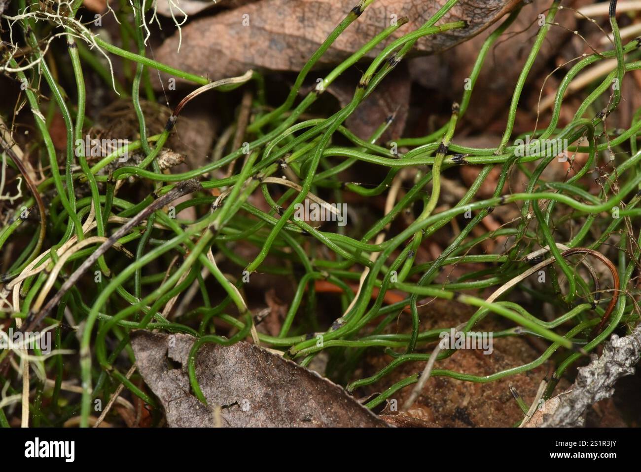 dwarf horsetail (Equisetum scirpoides Stock Photo - Alamy