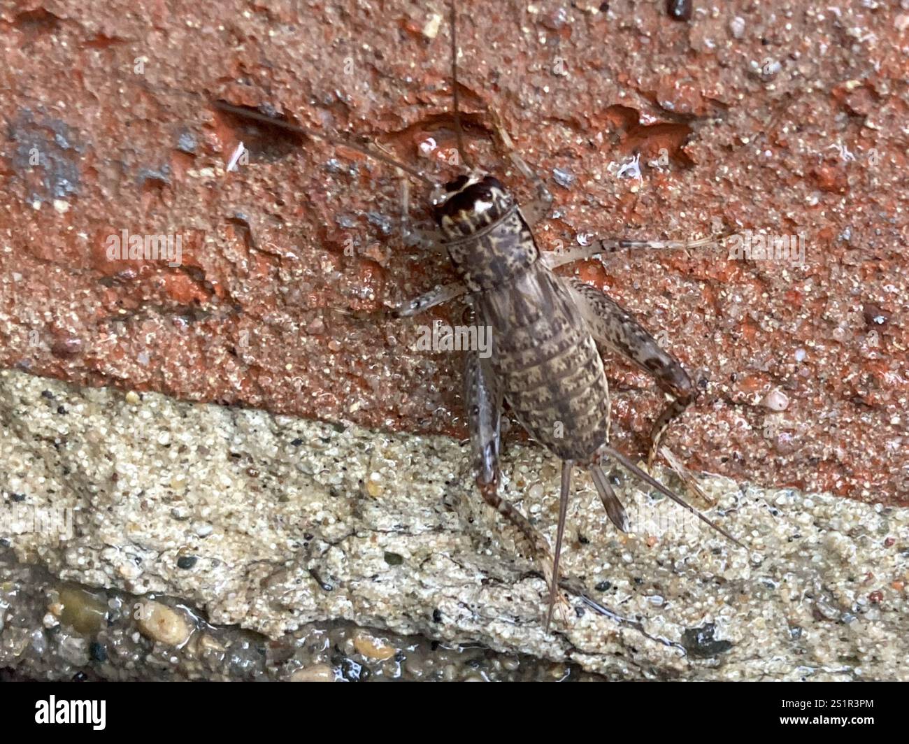 Japanese Burrowing Cricket (Velarifictorus micado Stock Photo - Alamy